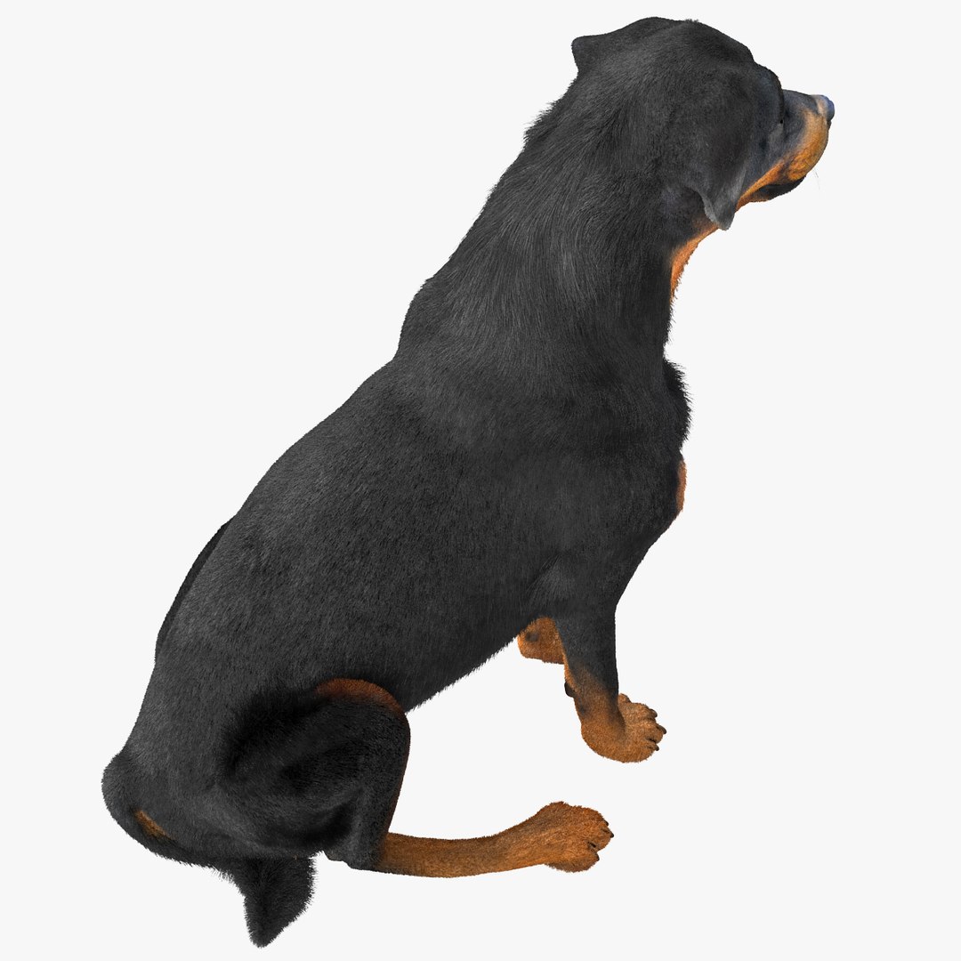 Rottweiler Pose 4 Fur 3d Model