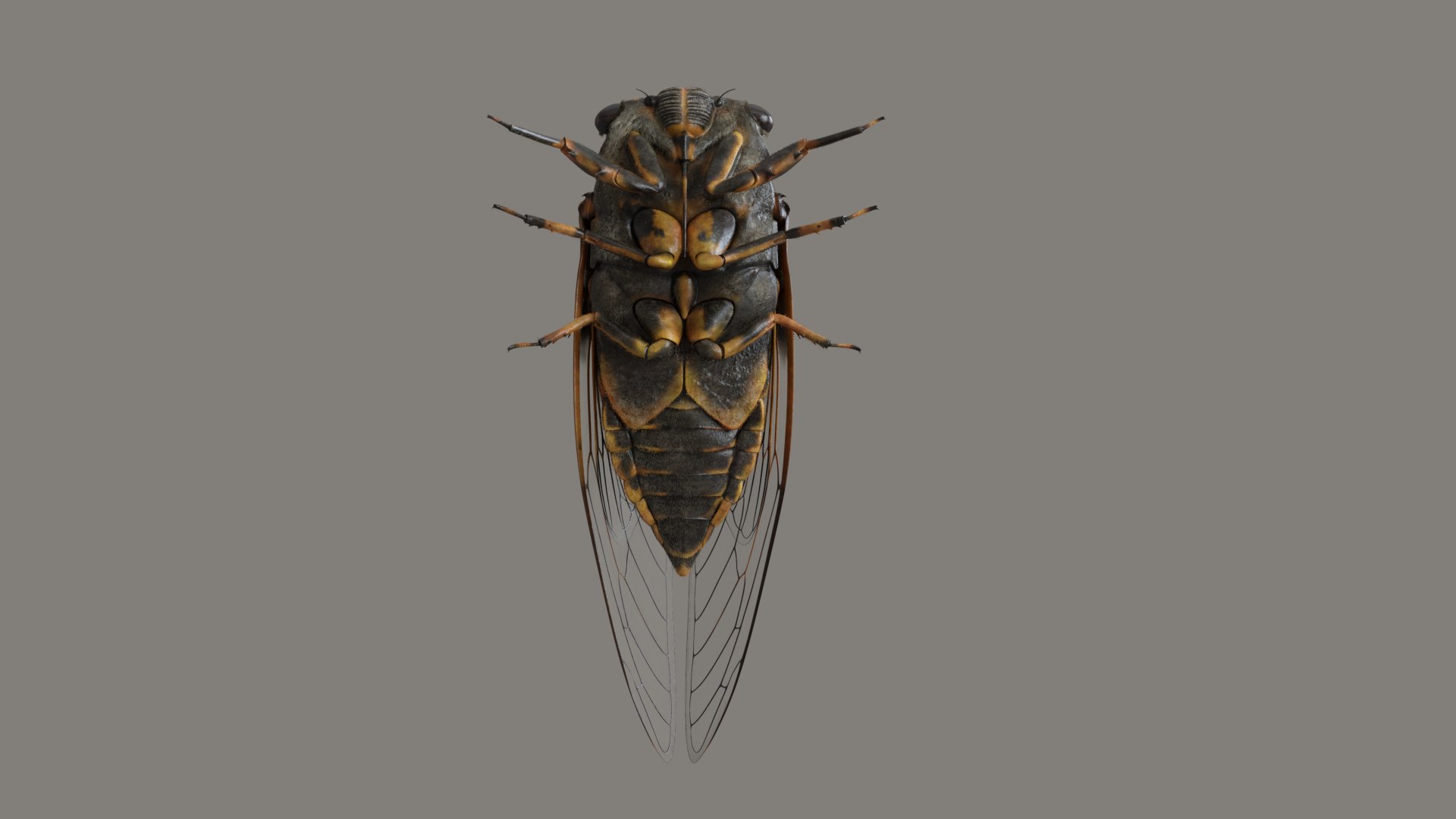Cicada Animation Flying Insect 3D Model - TurboSquid 1562107