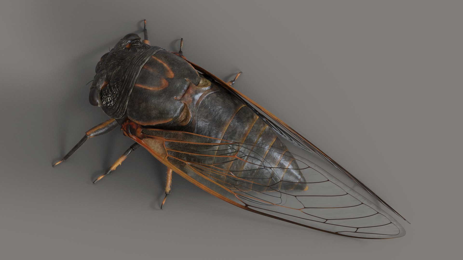 Cicada Animation Flying Insect 3D Model - TurboSquid 1562107