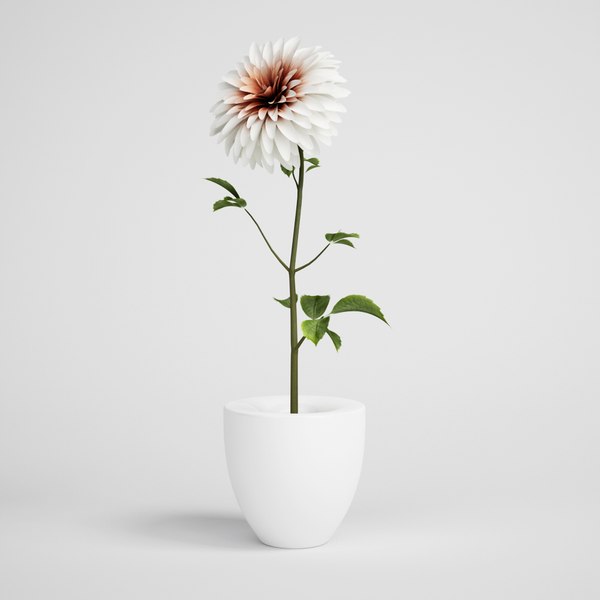 plant c4d