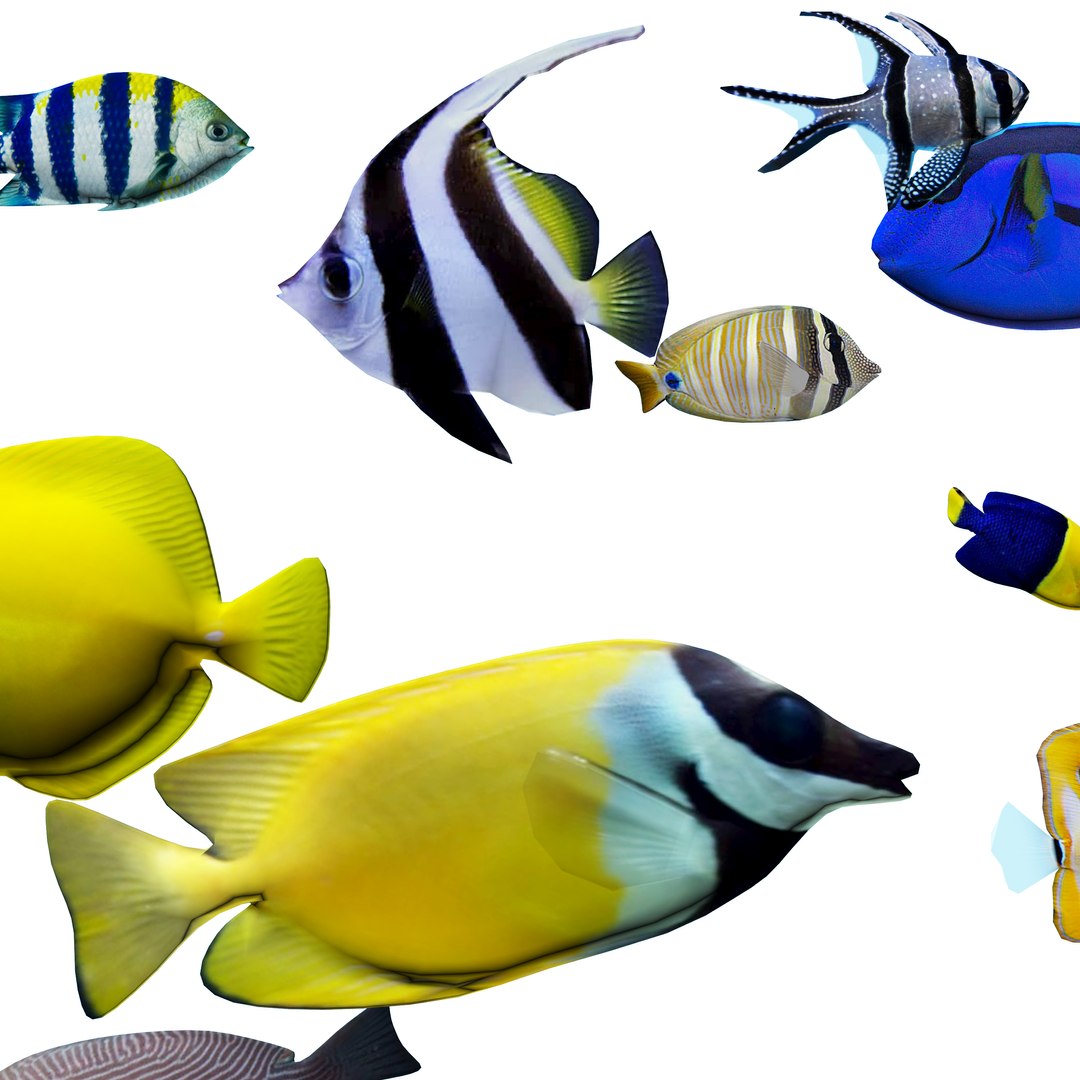 3D Model 23 Aquarium Fish - TurboSquid 1779565