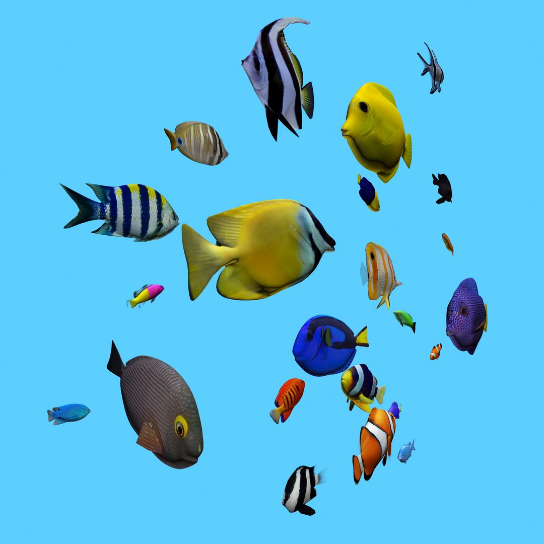 3D Model 23 Aquarium Fish - TurboSquid 1779565