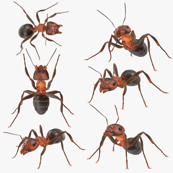 Fire Ant 3D Models for Download | TurboSquid