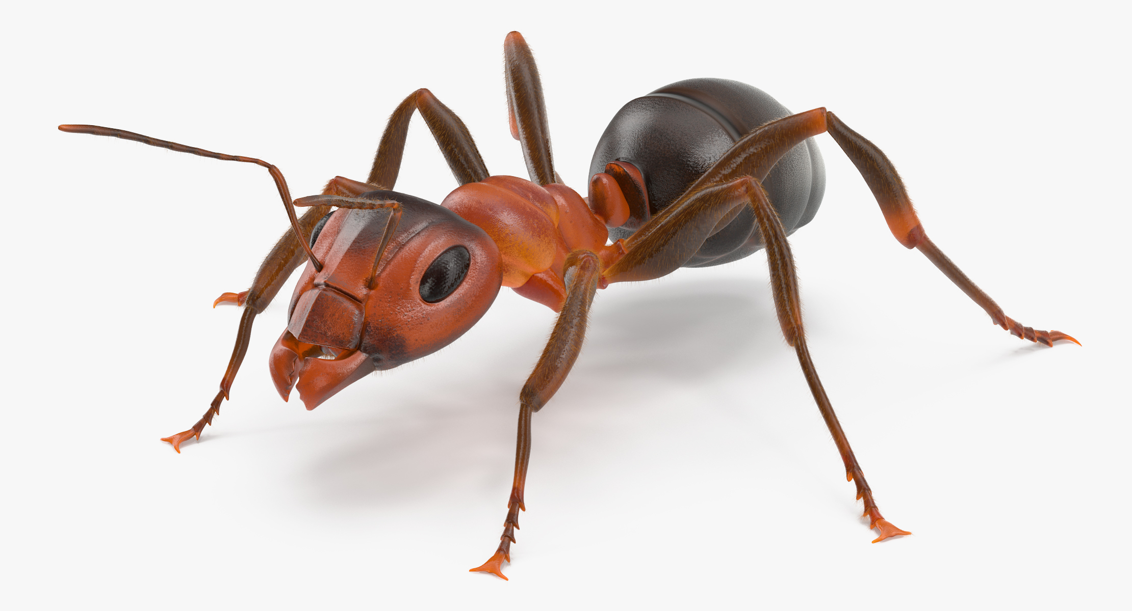 modèle 3D de Collection Poses De Fourmis - TurboSquid 1019462