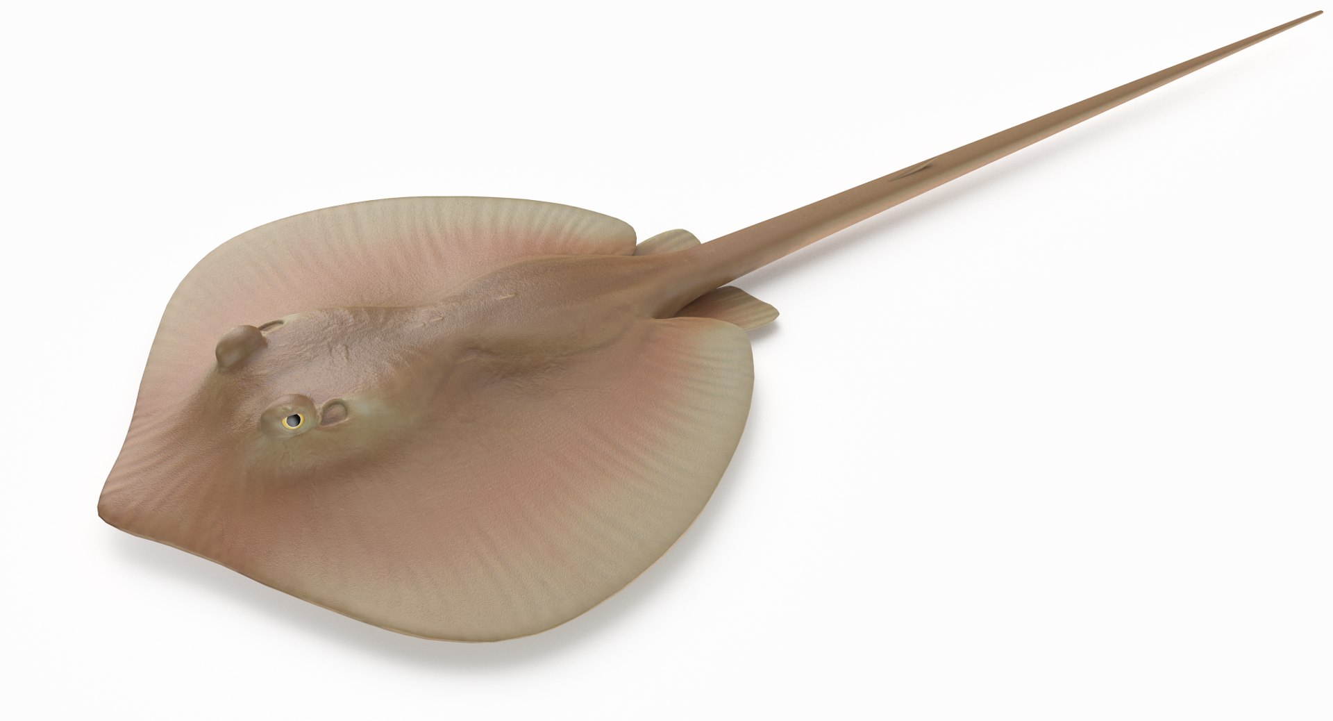 3D Atlantic Stingray Model - TurboSquid 1418155