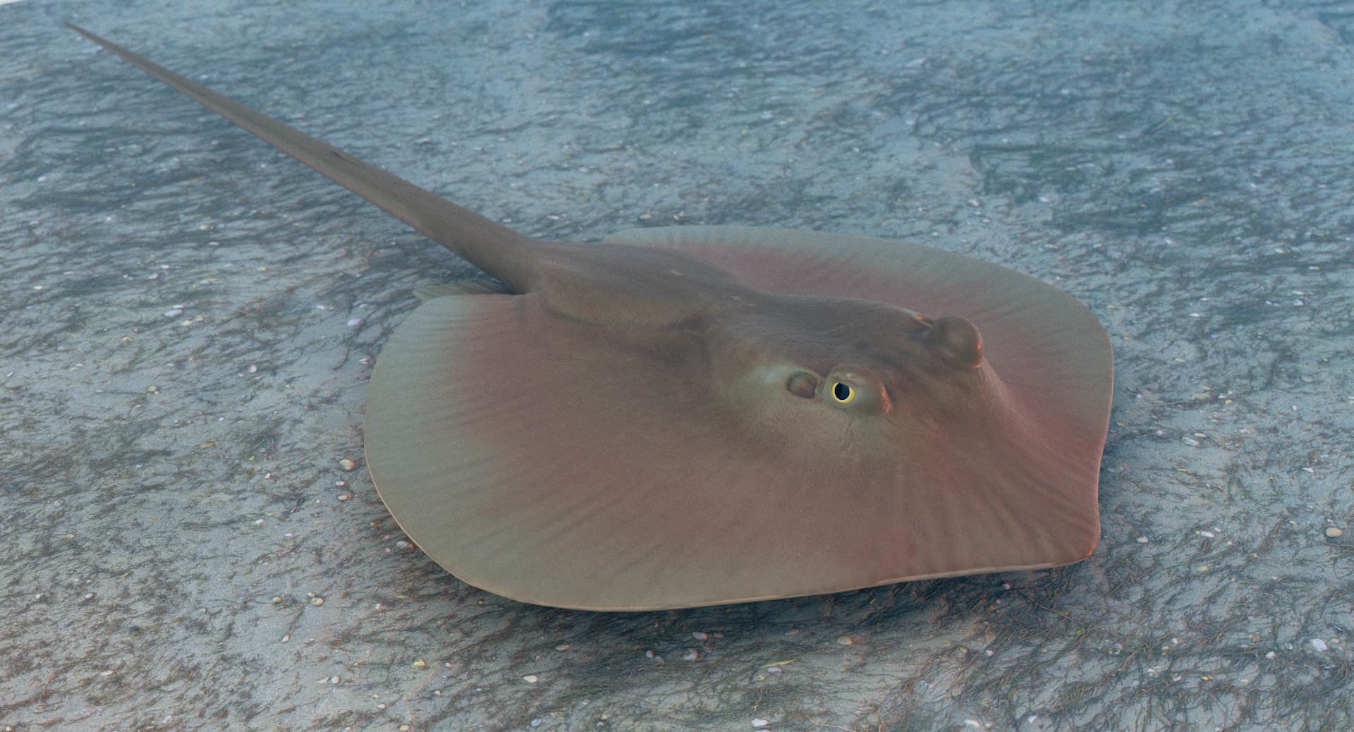 3D Atlantic Stingray Model - TurboSquid 1418155