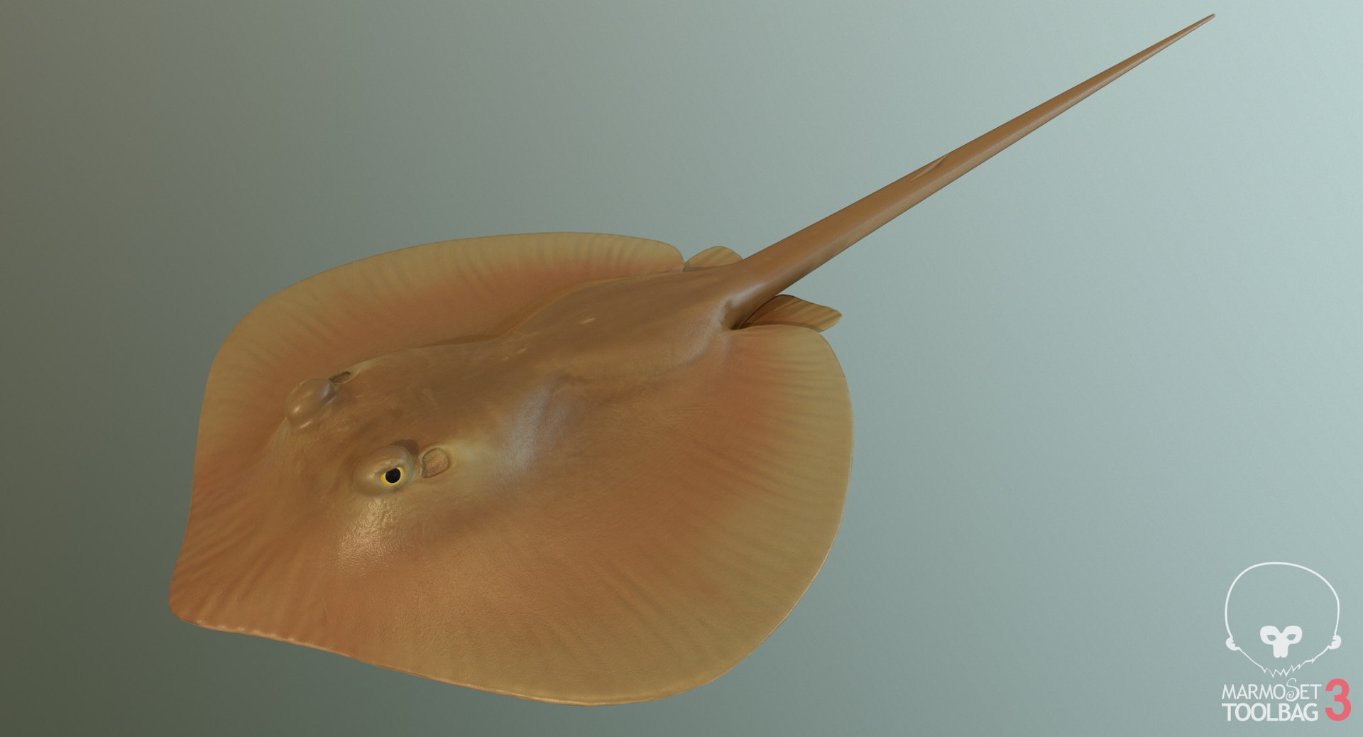 3D Atlantic Stingray Model - TurboSquid 1418155