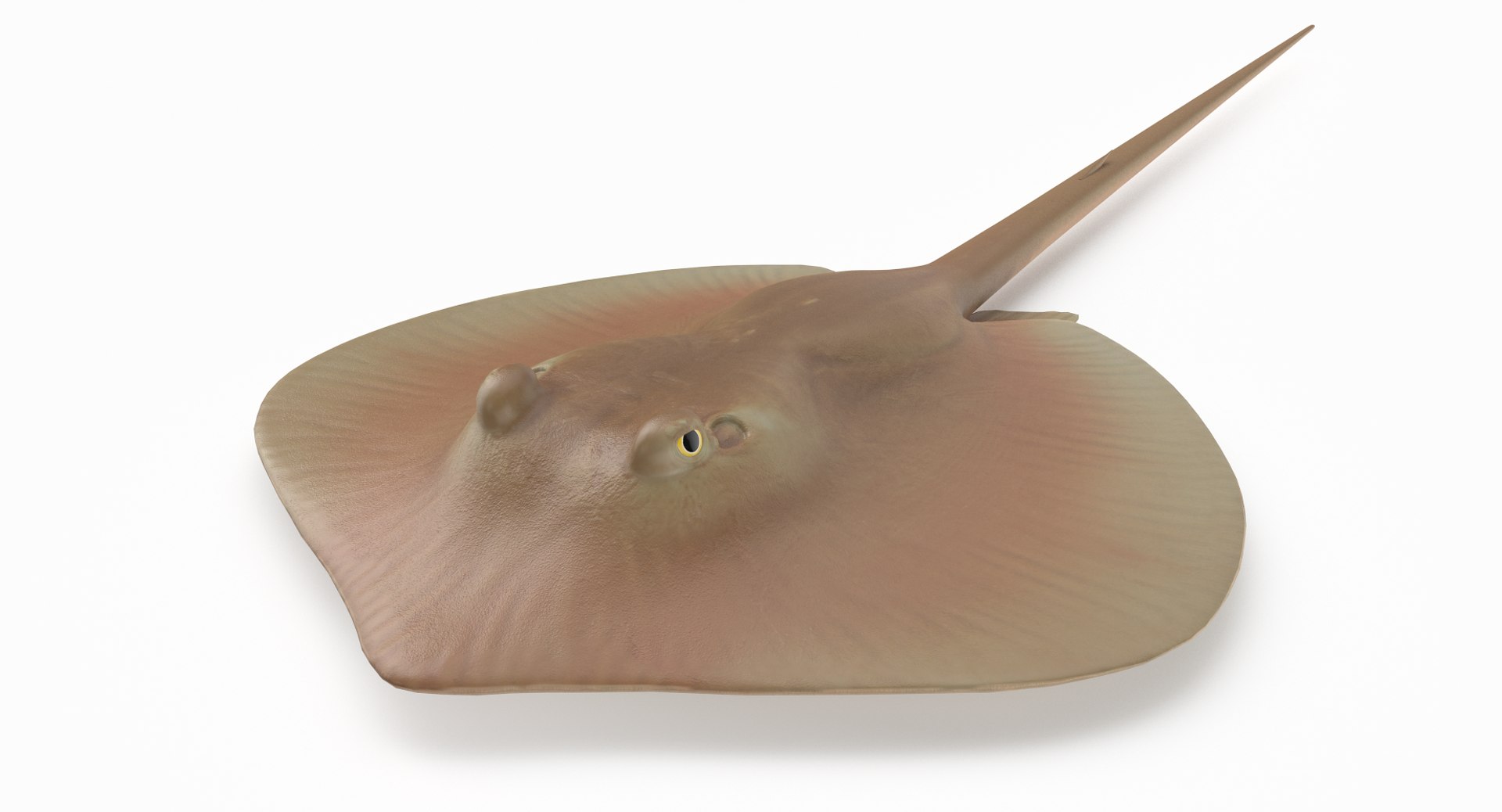 3D Atlantic Stingray Model - TurboSquid 1418155
