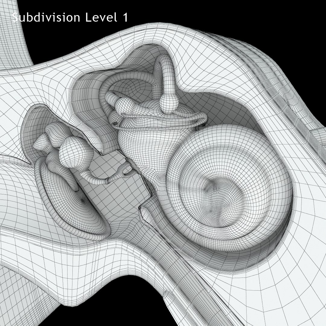 3d Anatomy Ear Model