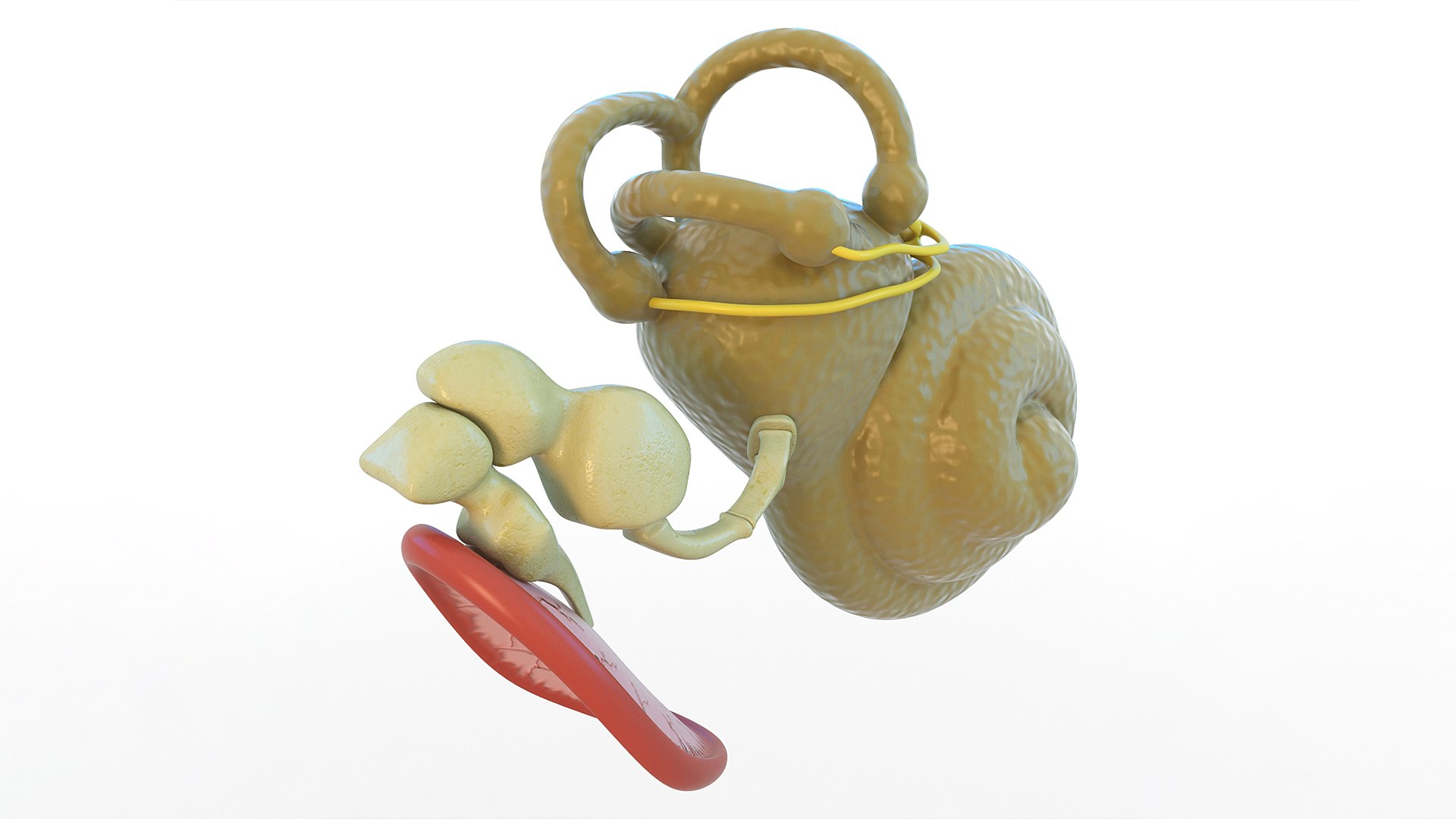 3d Anatomy Ear Model