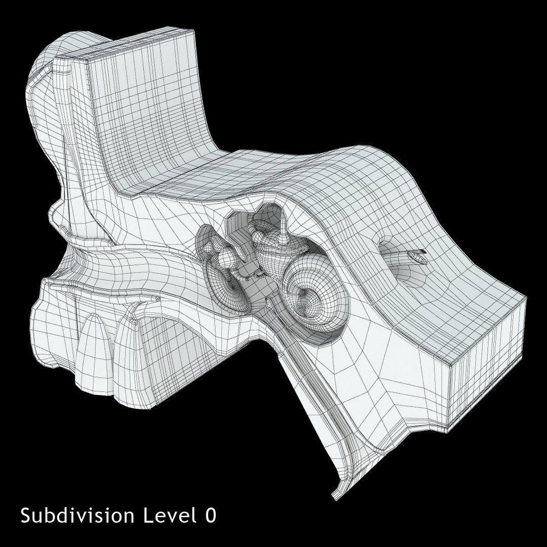 3d Anatomy Ear Model