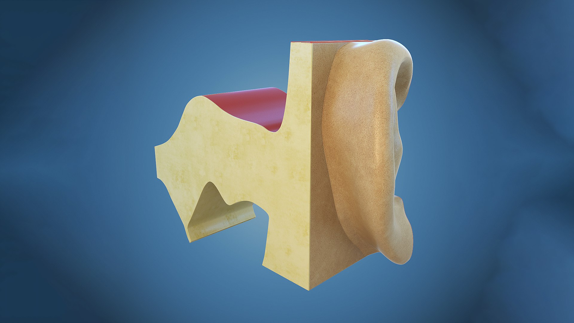 3d Anatomy Ear Model