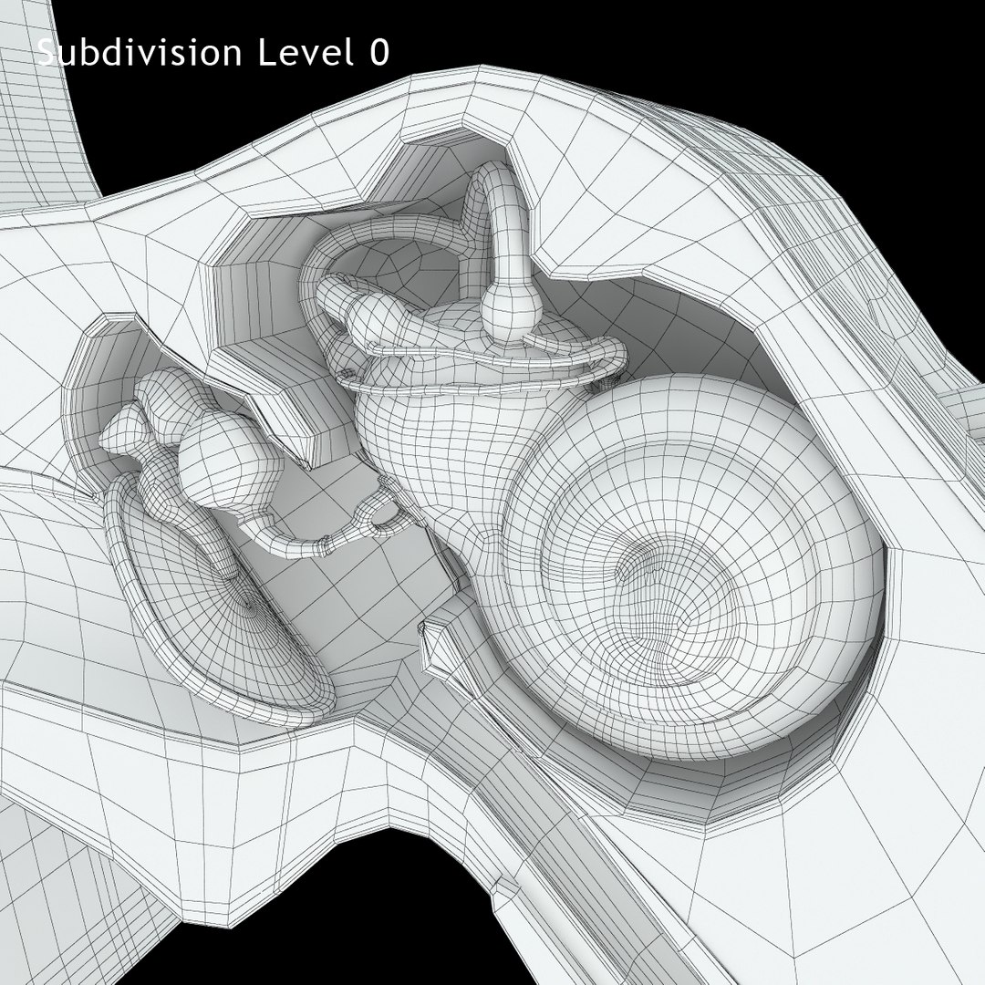 3d Anatomy Ear Model
