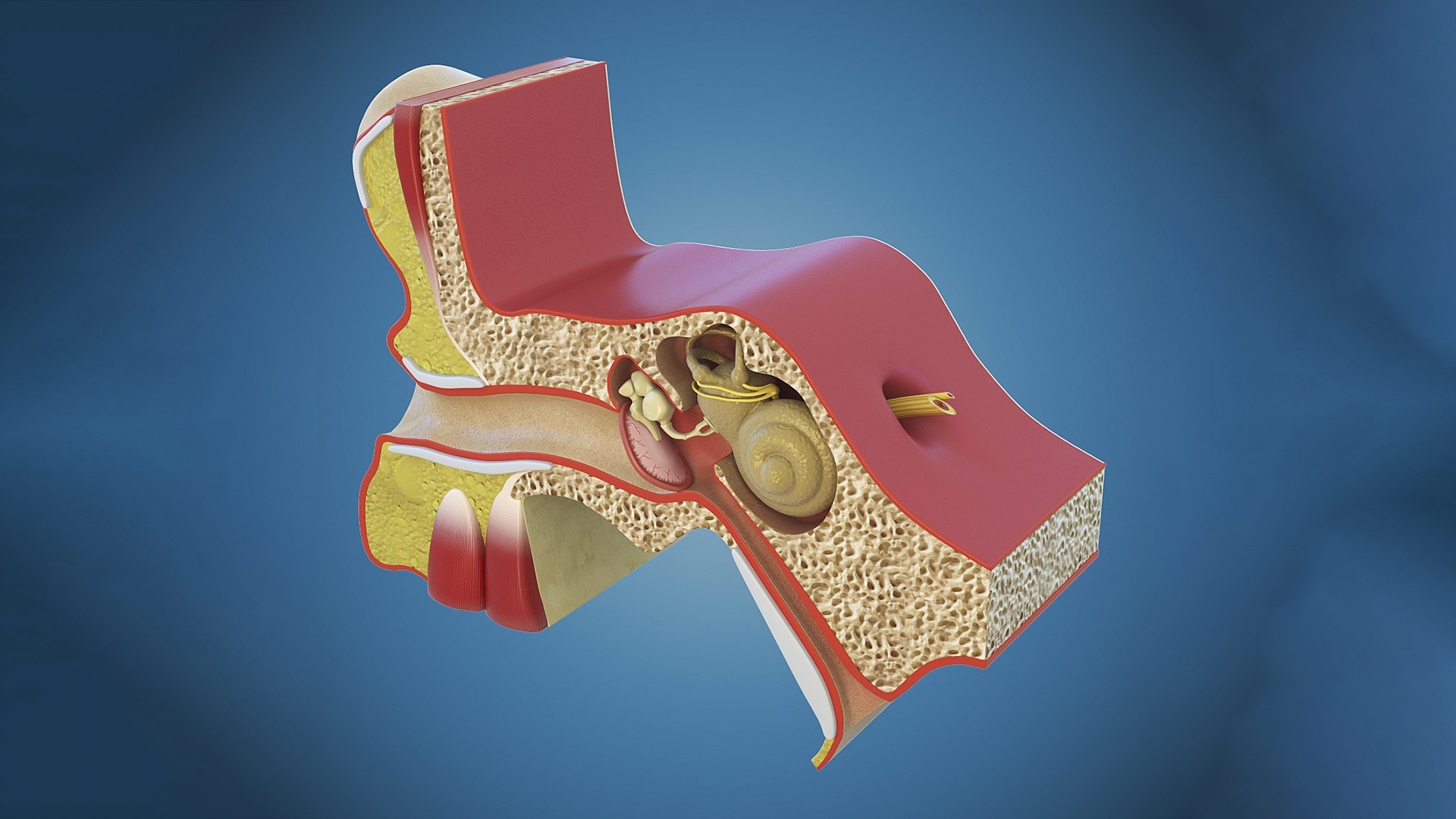 3d Anatomy Ear Model