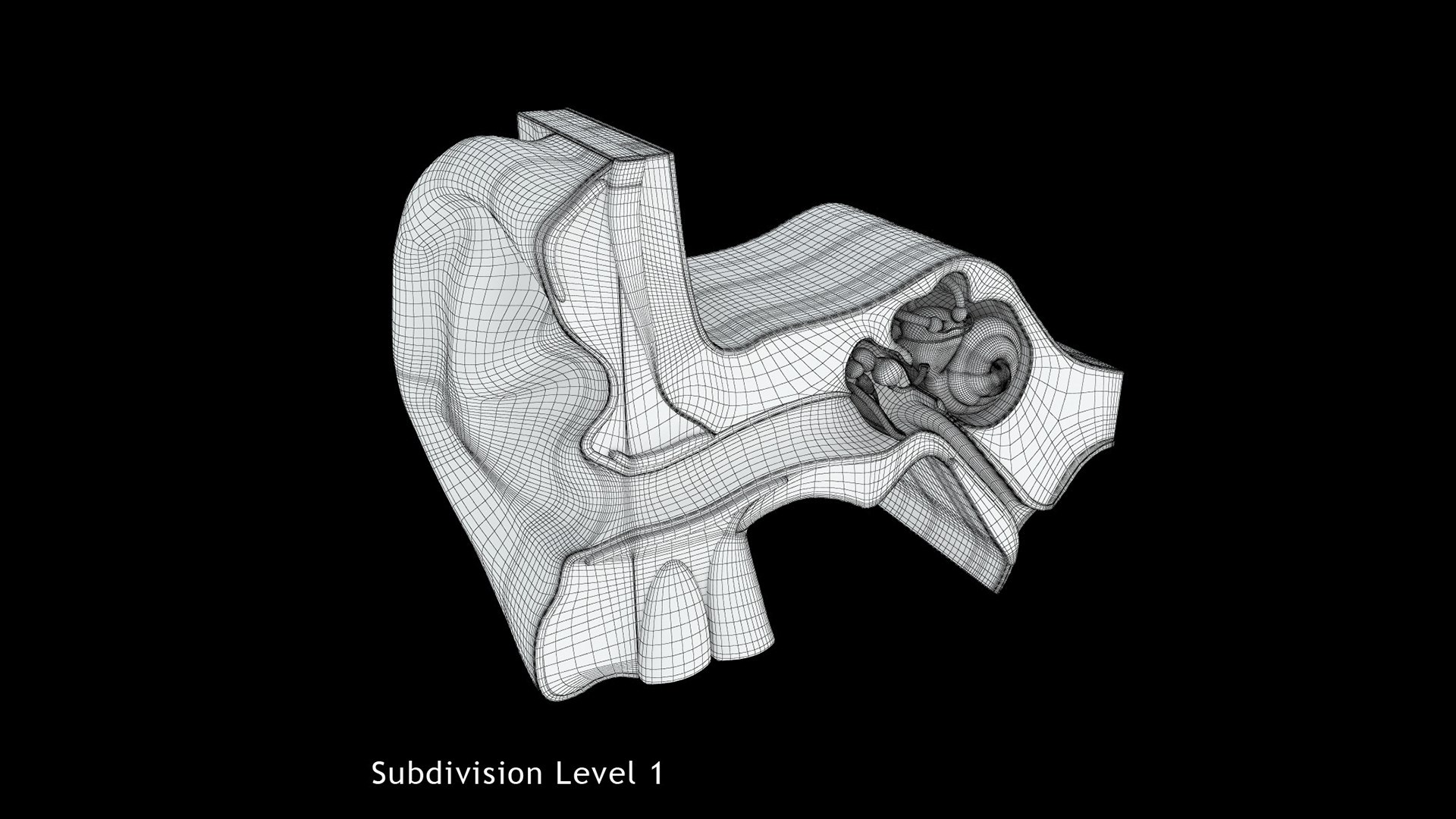 3d Anatomy Ear Model