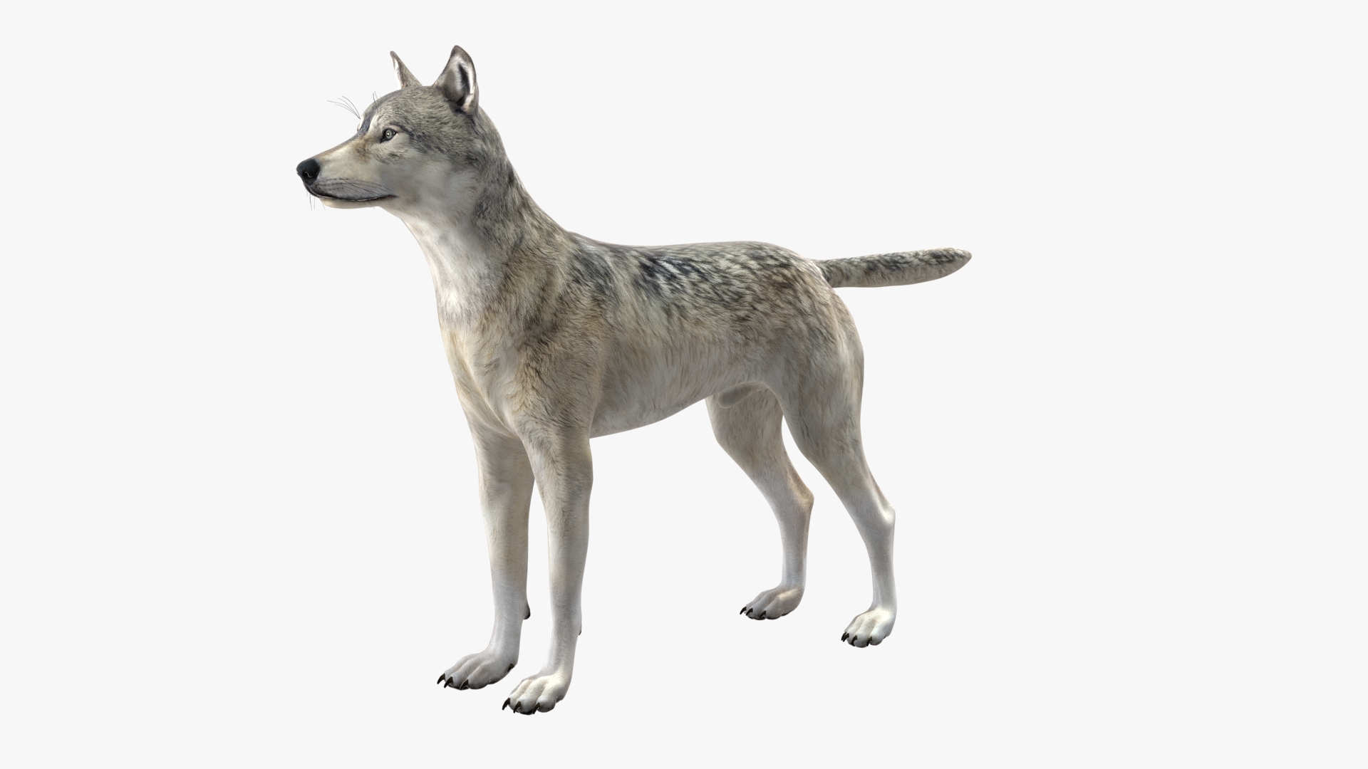 3D Timber Wolf - TurboSquid 2217941
