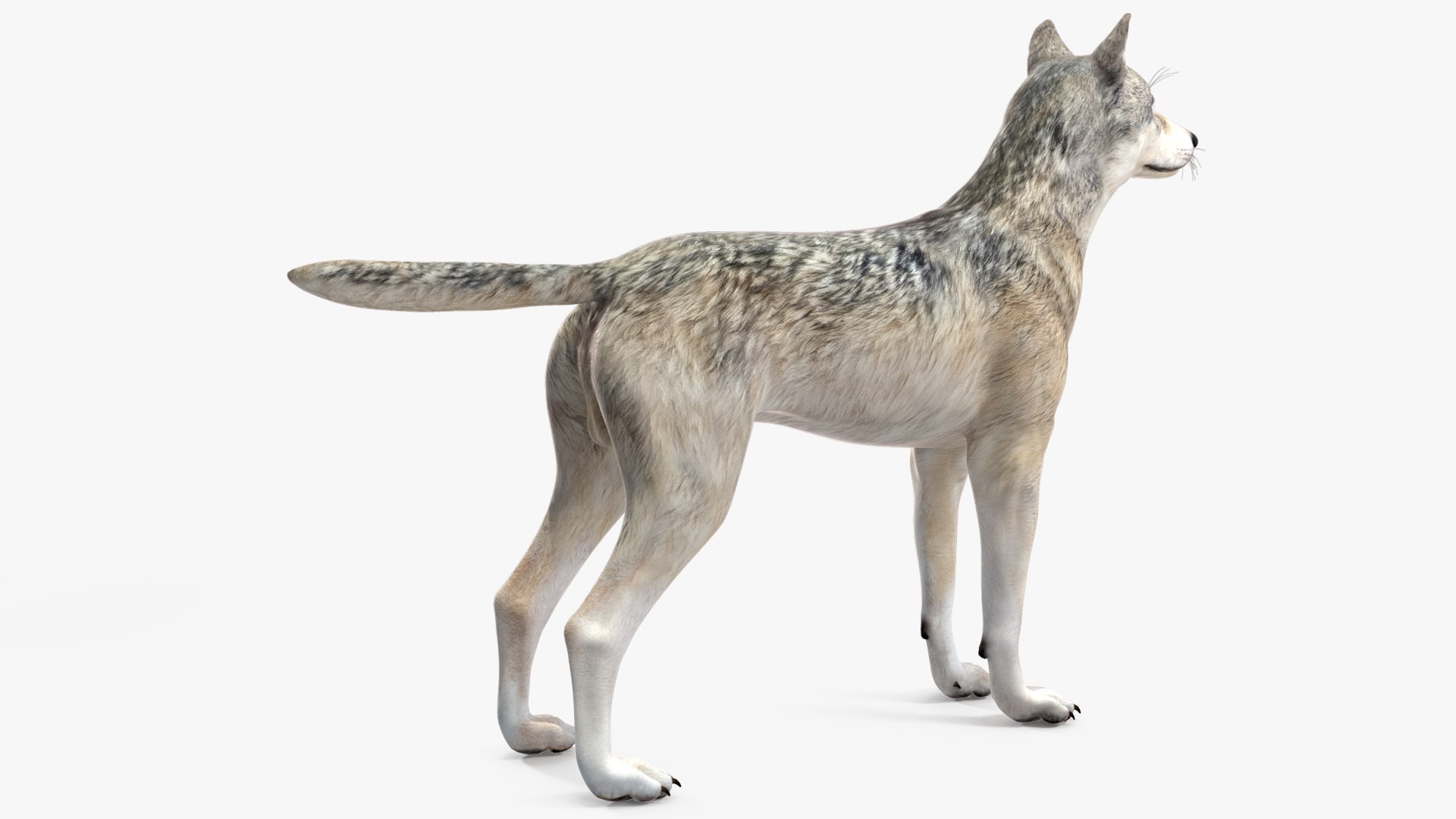 3D Timber Wolf - TurboSquid 2217941