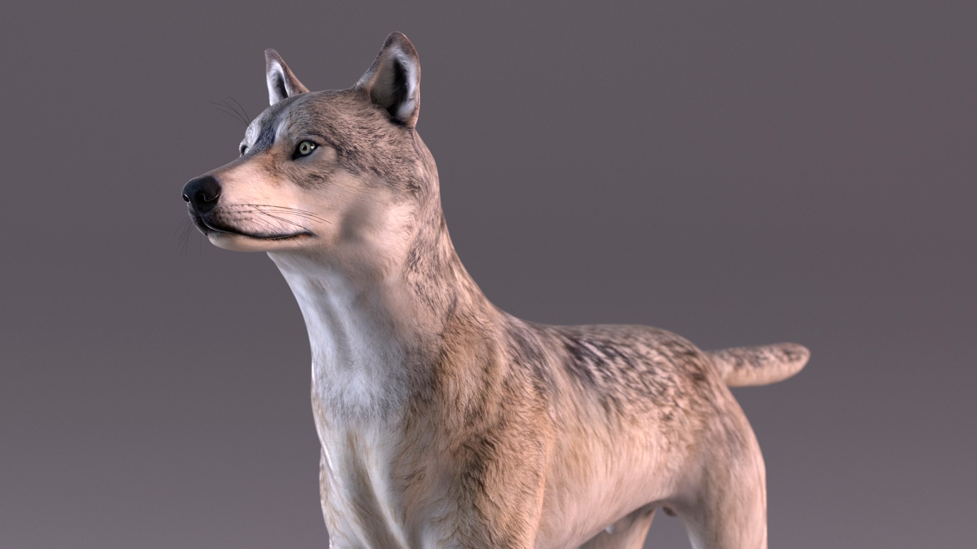 3D Timber Wolf - TurboSquid 2217941
