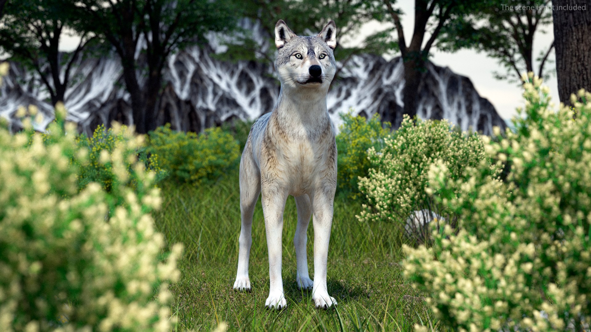 3D Timber Wolf - TurboSquid 2217941