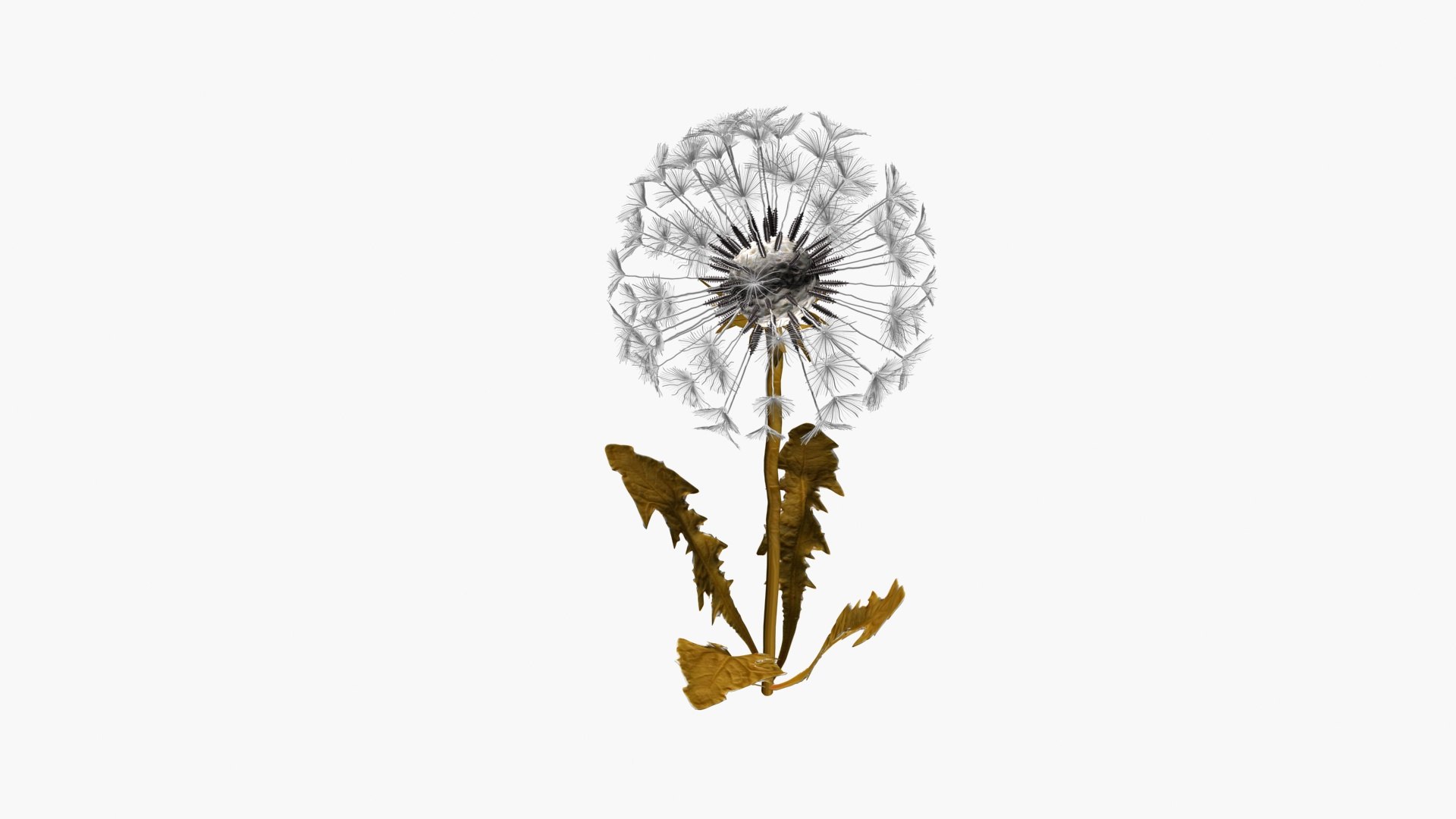 3D Dry Dandelion flower - TurboSquid 2061278
