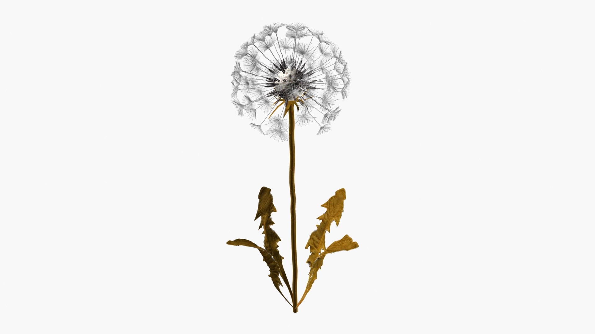 3D Dry Dandelion flower - TurboSquid 2061278