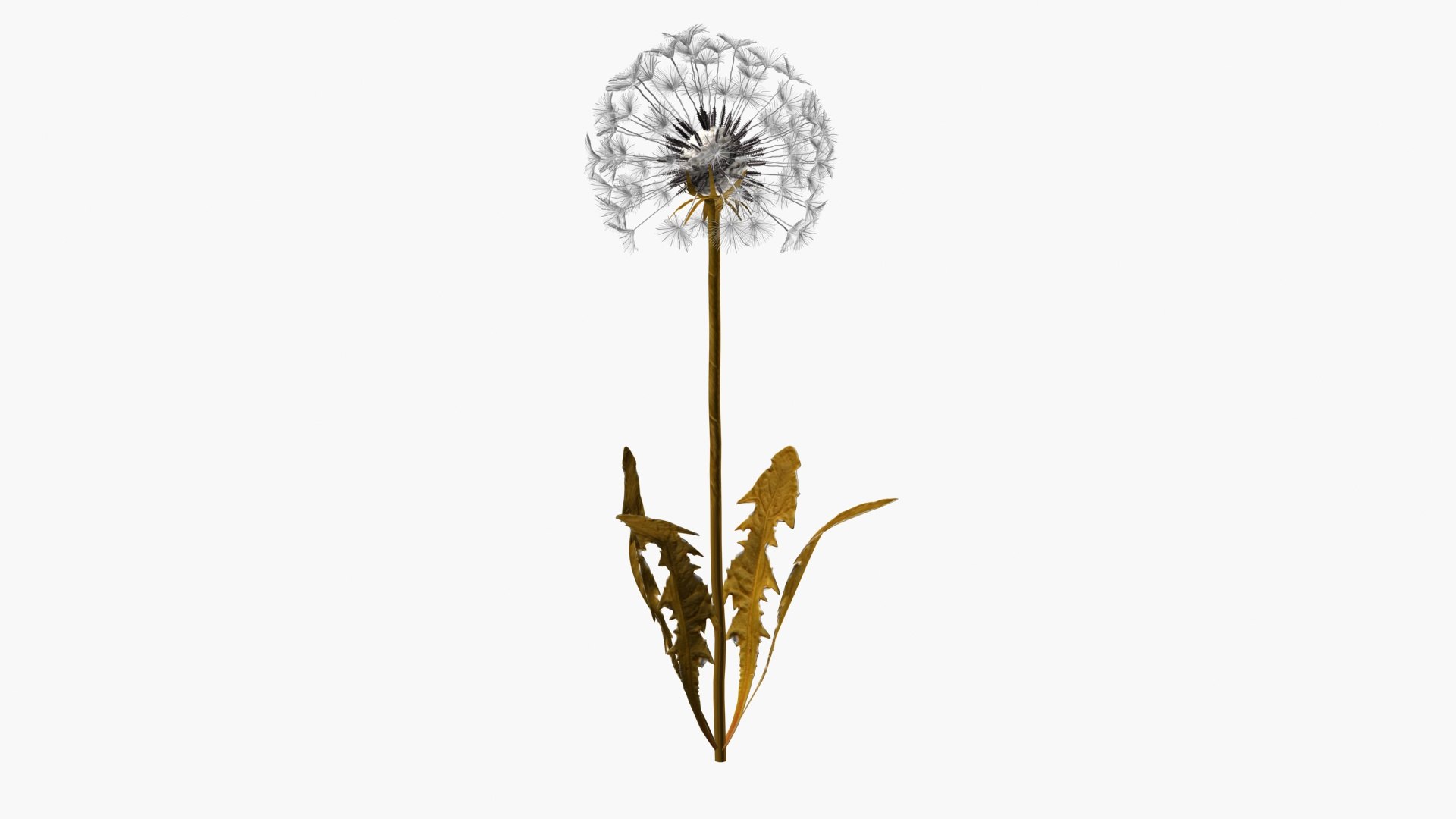 3D Dry Dandelion flower - TurboSquid 2061278