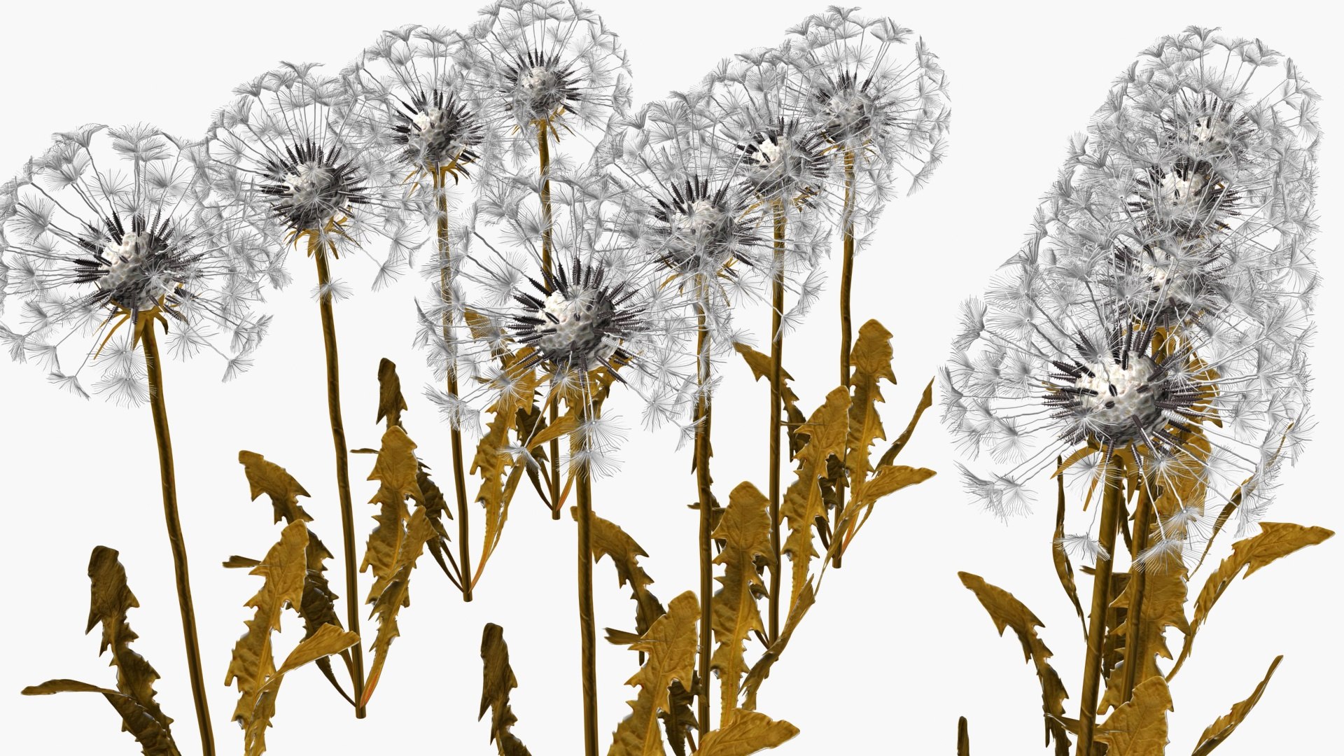 3D Dry Dandelion flower - TurboSquid 2061278