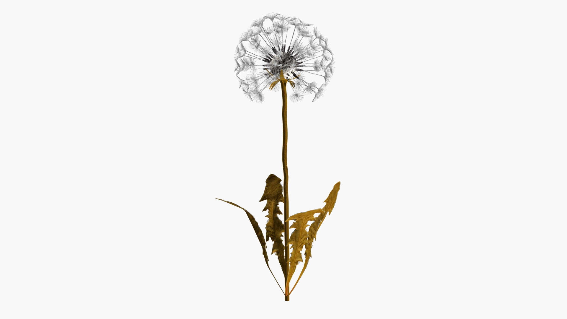 3D Dry Dandelion flower - TurboSquid 2061278