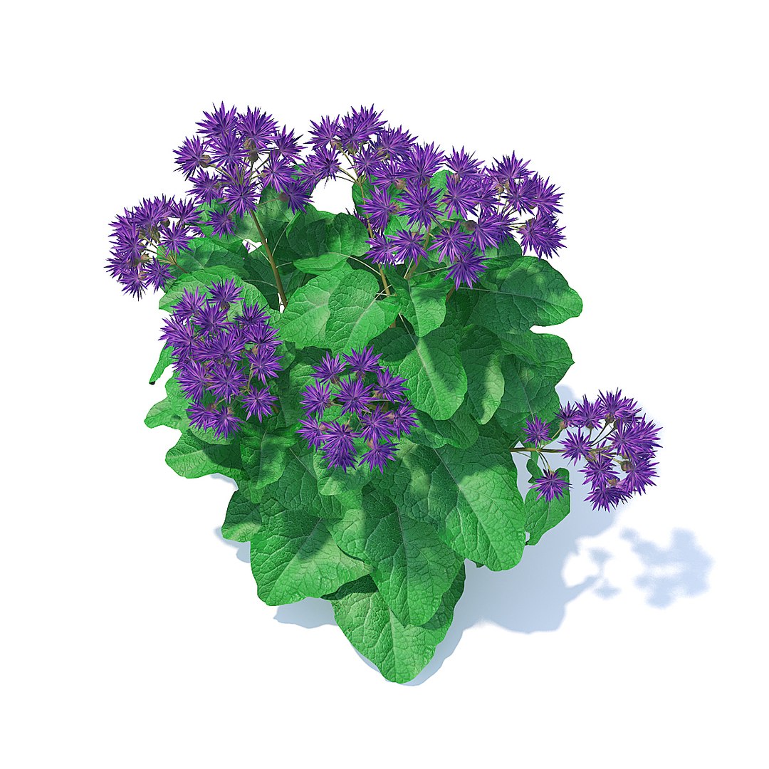 3D Model Thistle Plant Silybum - TurboSquid 1229022