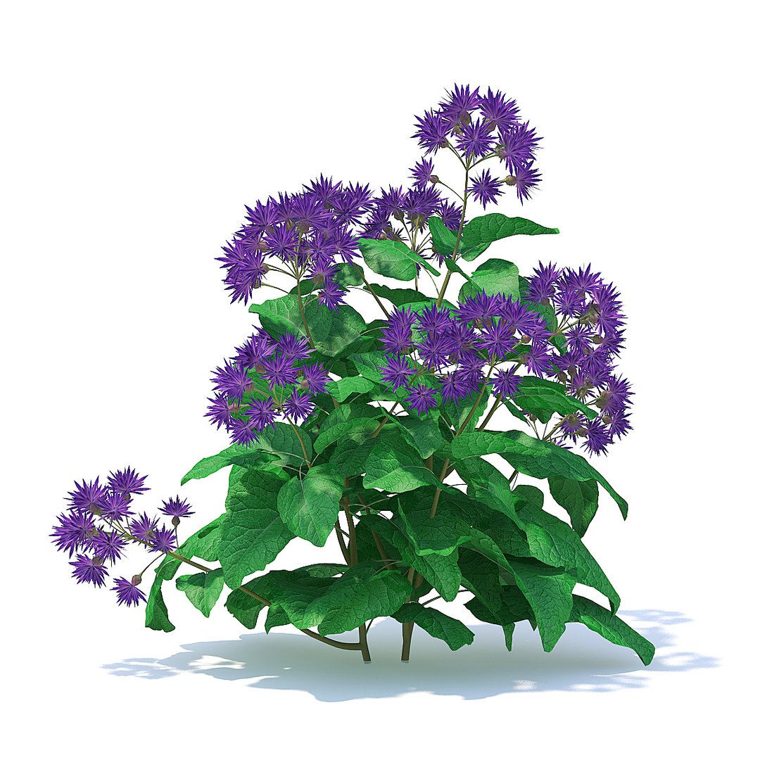 3D Model Thistle Plant Silybum - TurboSquid 1229022