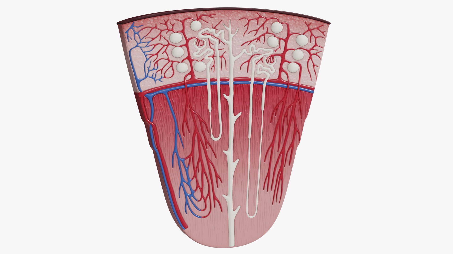3D Model Collection Of Professional Human Kidney Structure Components ...