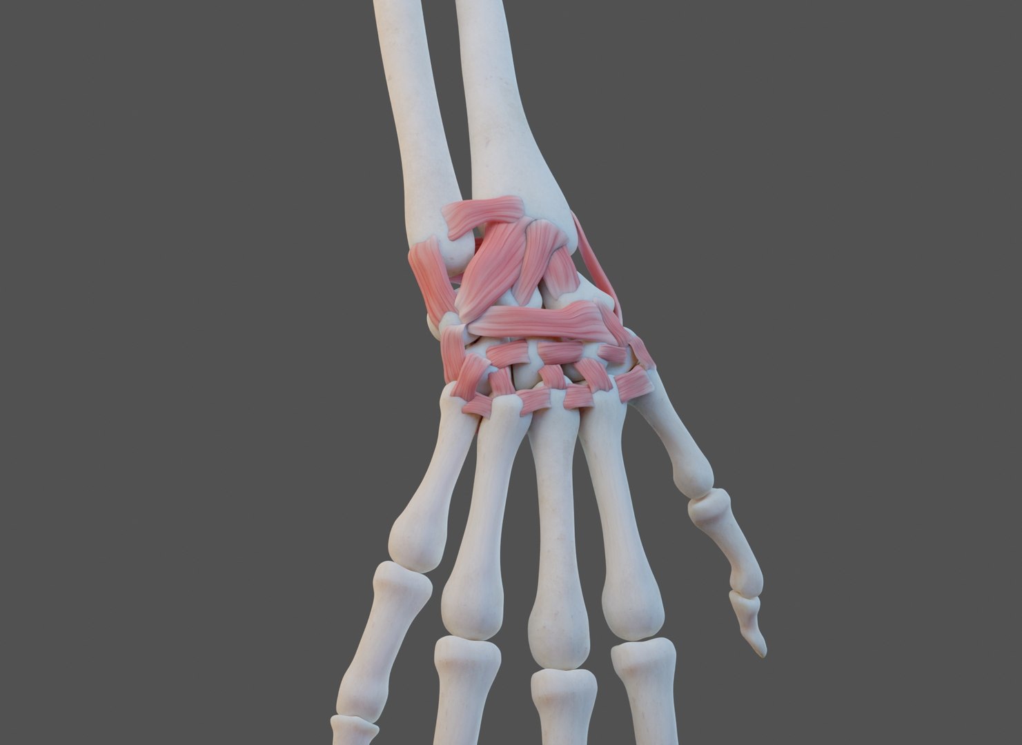 3D Model Wrist Joint Ligaments - TurboSquid 1951311