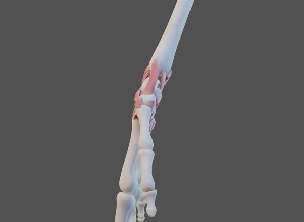 3D model Wrist Joint Ligaments - TurboSquid 1951311
