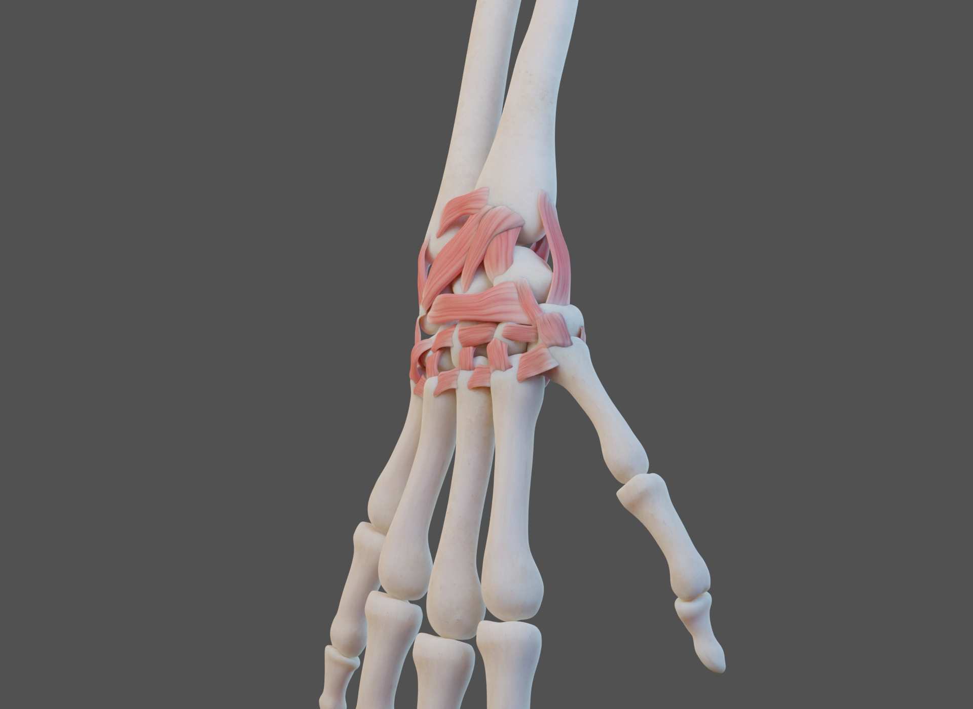 modèle 3D de Ligaments articulaires du poignet - TurboSquid 1951311