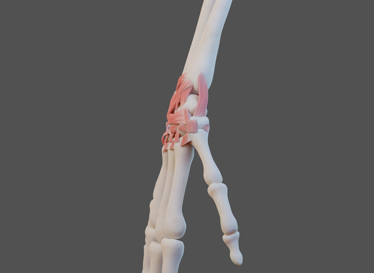 3D Model Wrist Joint Ligaments - TurboSquid 1951311