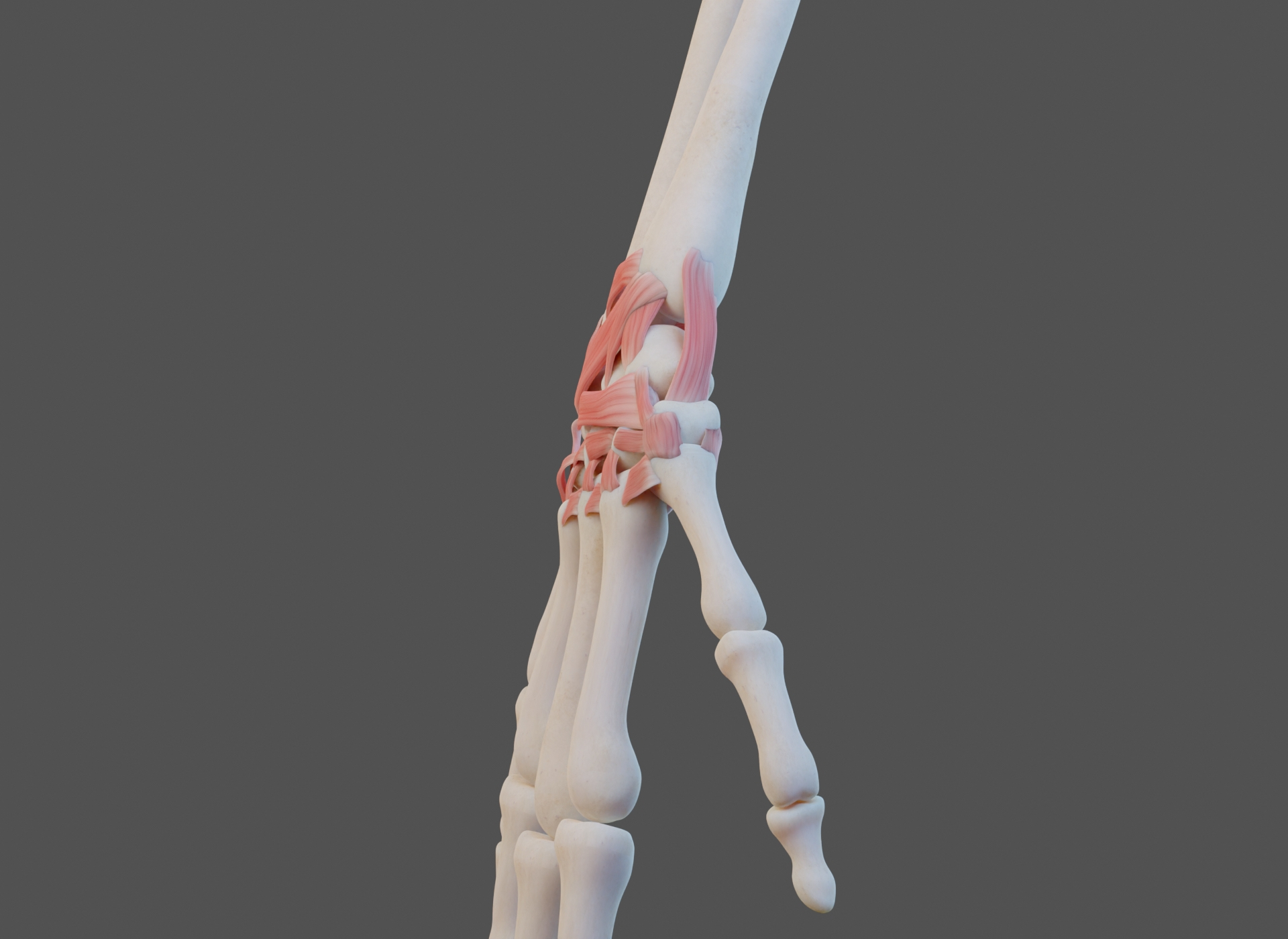 Bänder des Handgelenks 3D-Modell - TurboSquid 1951311