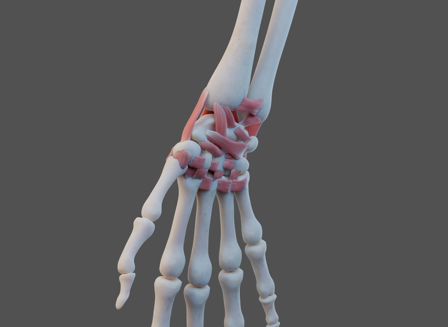 3D Model Wrist Joint Ligaments - TurboSquid 1951311