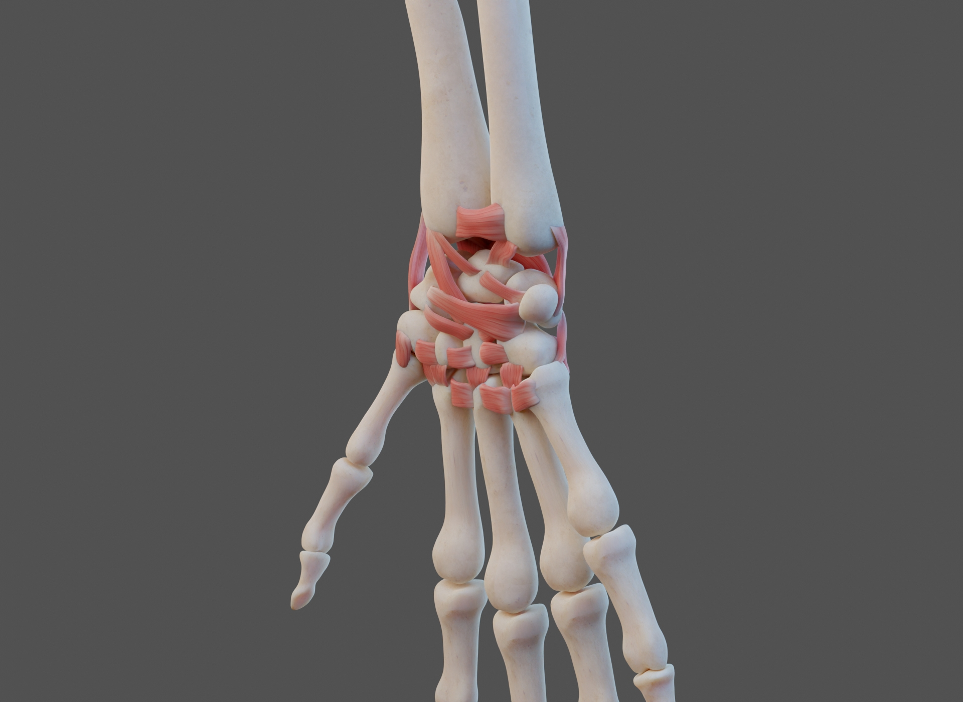 modelo 3d Ligamentos de la articulación de la muñeca - TurboSquid 1951311