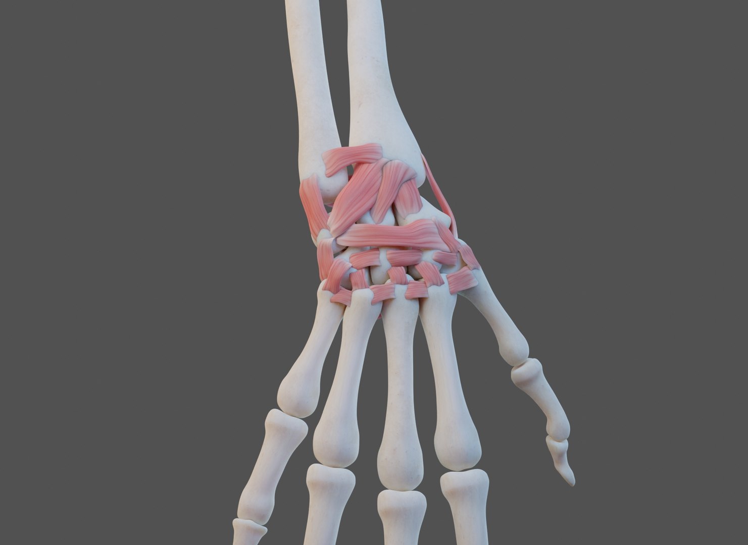 3D Model Wrist Joint Ligaments - TurboSquid 1951311