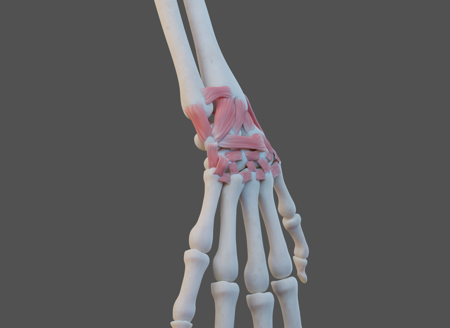 3D model Wrist Joint Ligaments - TurboSquid 1951311