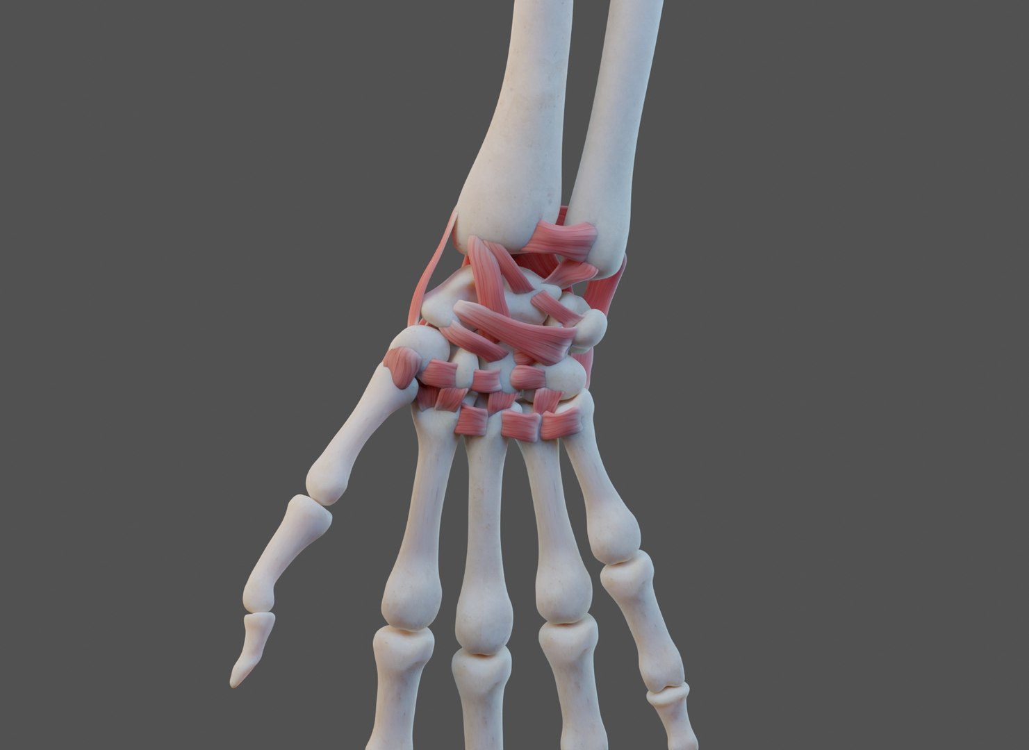 3D Model Wrist Joint Ligaments - TurboSquid 1951311