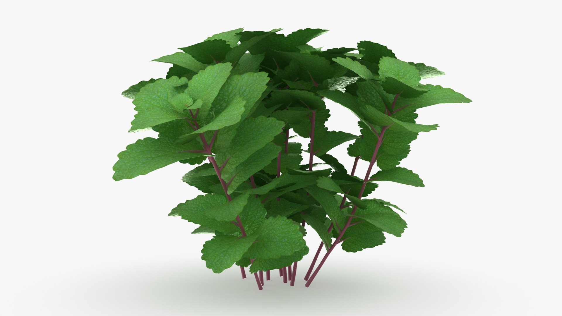 Mint Plant model - TurboSquid 1963263