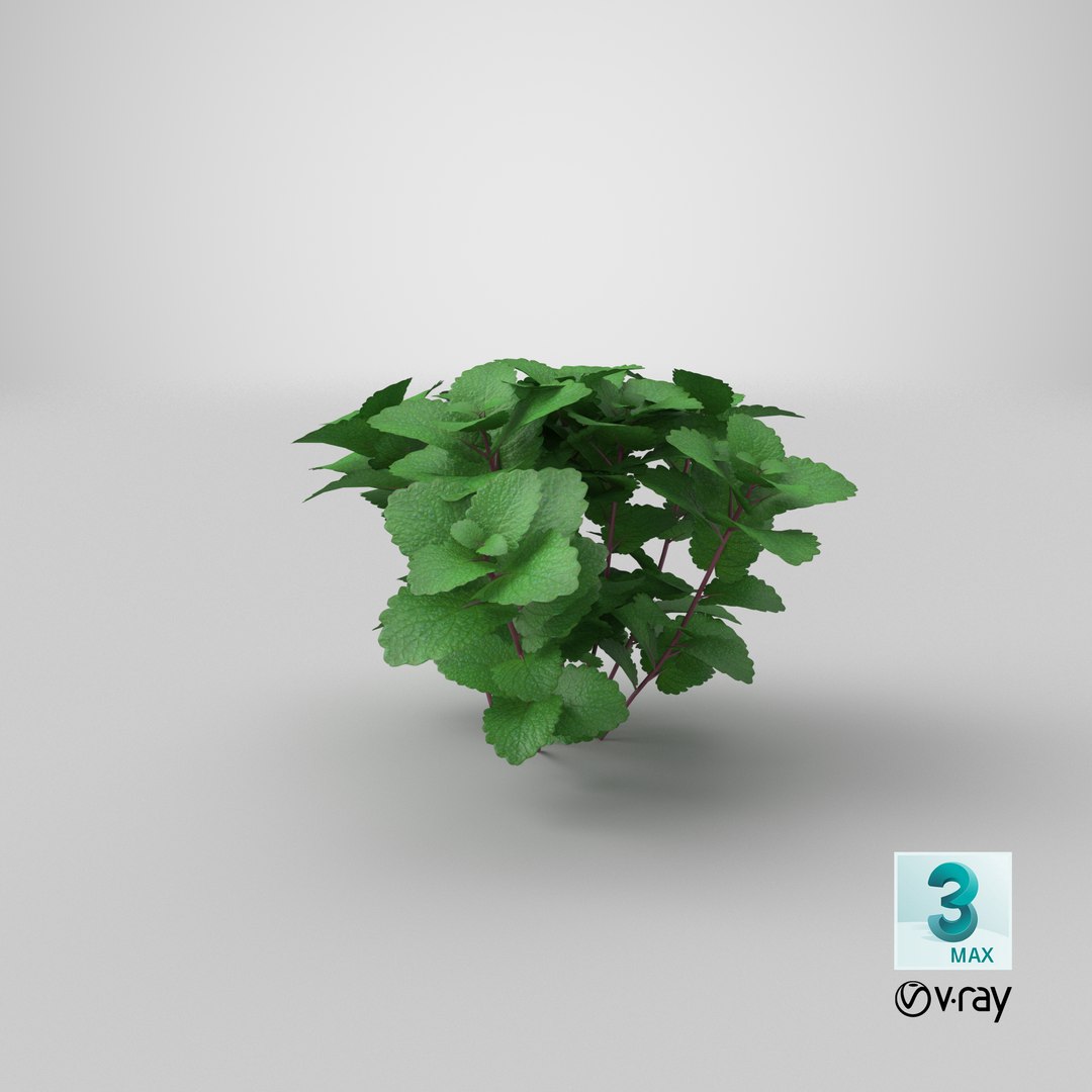 Mint Plant Model - TurboSquid 1963263