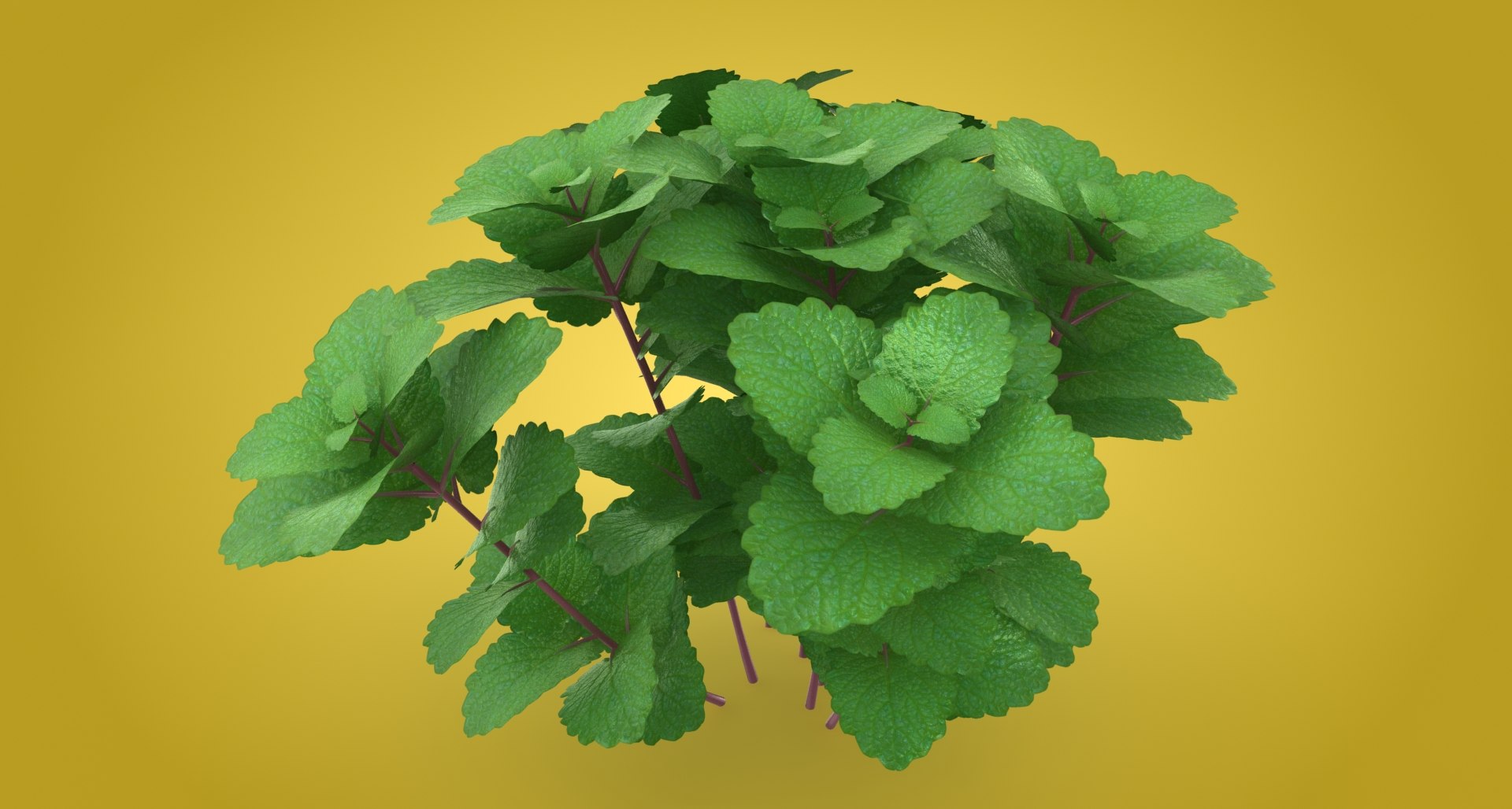 Mint Plant model - TurboSquid 1963263
