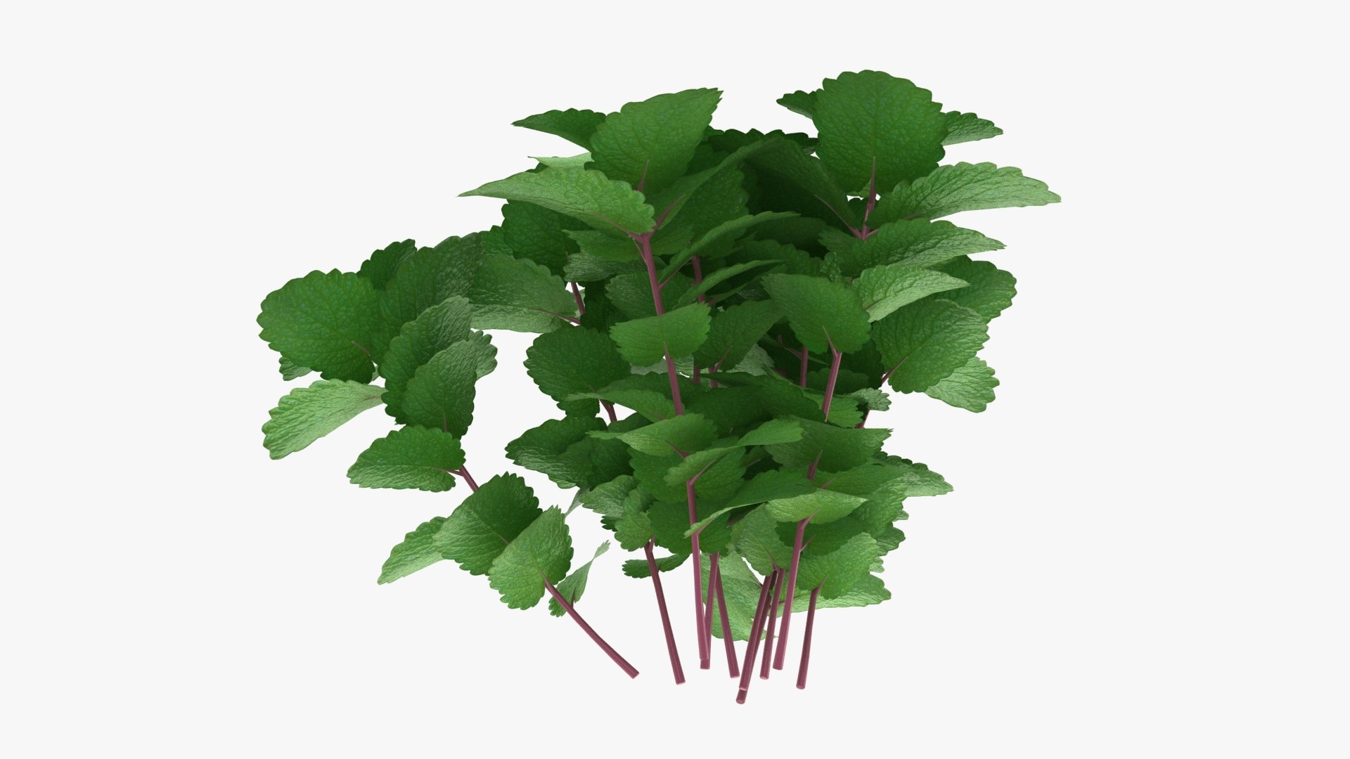 Mint Plant model - TurboSquid 1963263