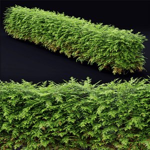 Arborvitae 3D Models for Download | TurboSquid