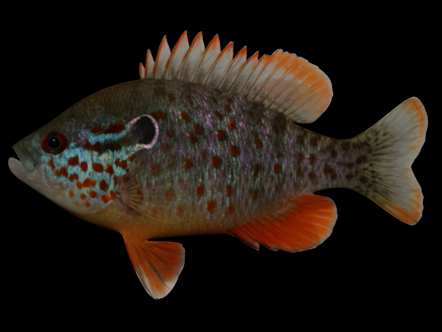 lepomis humilis sunfish 3d model