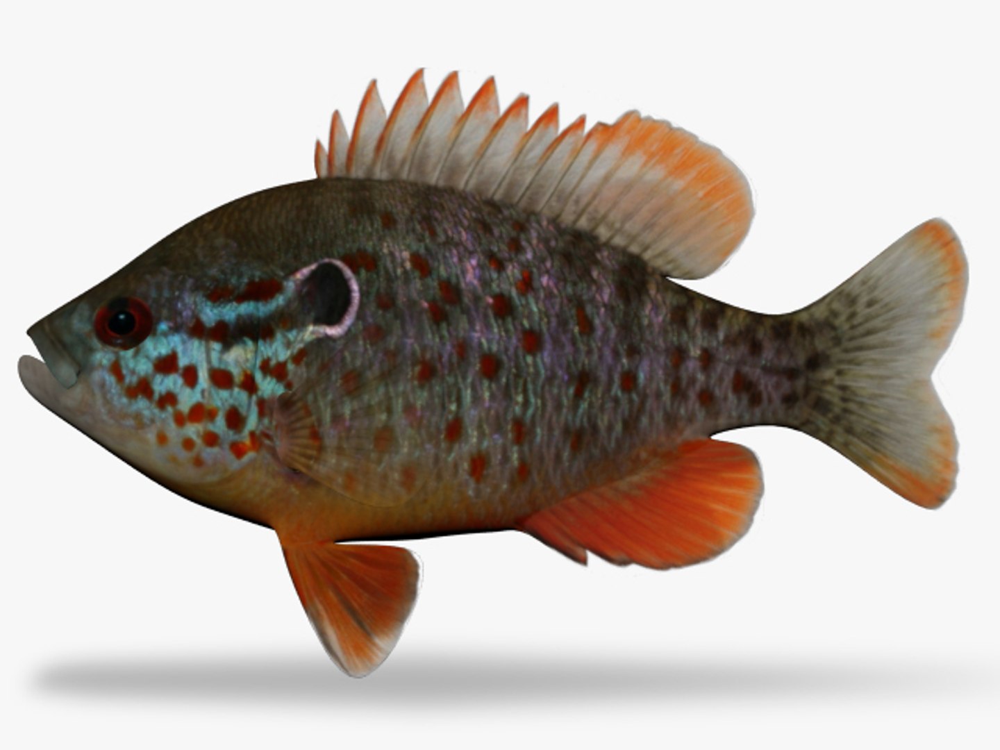 Lepomis Humilis Sunfish 3d Model