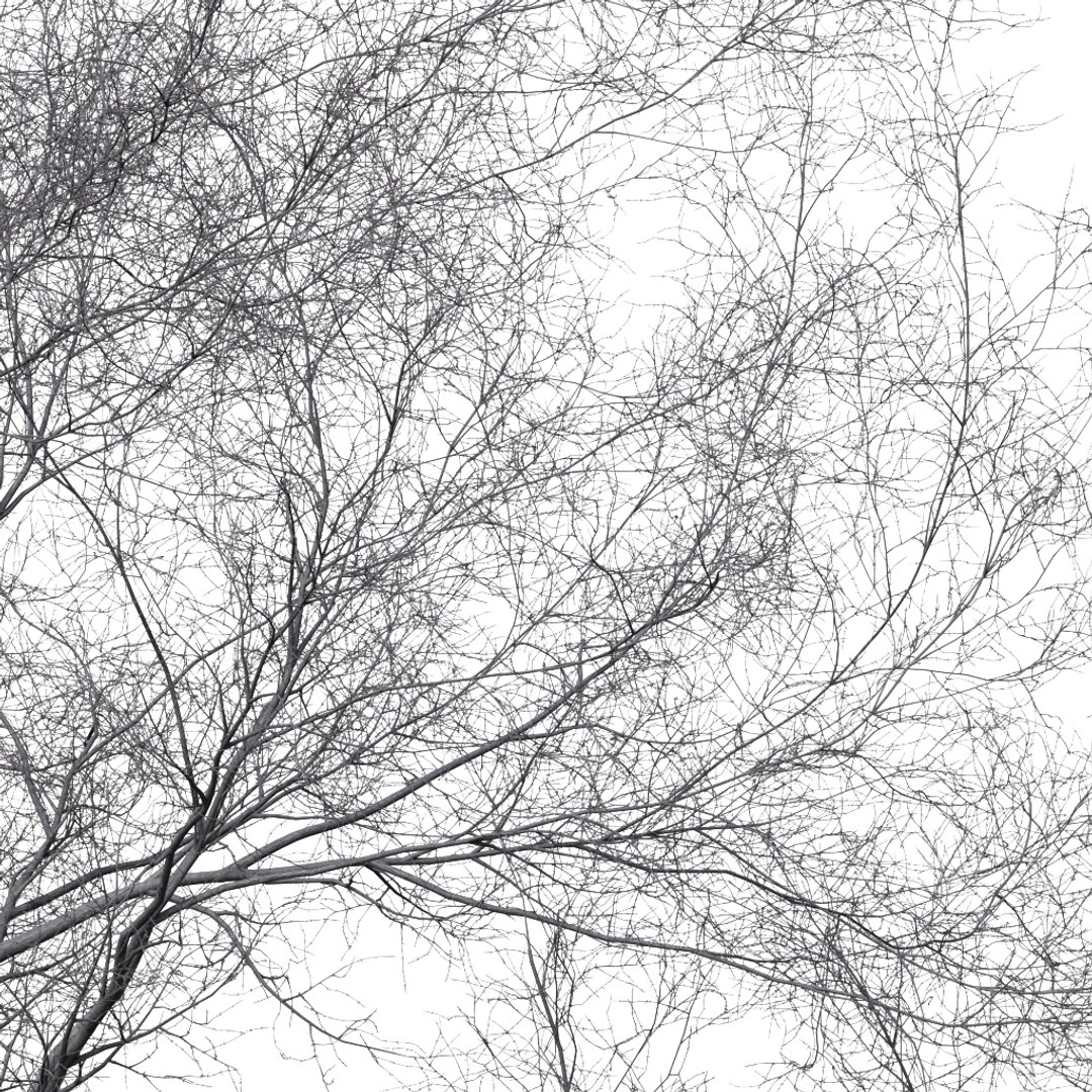 Realistic Tree Leaves 3D - TurboSquid 1304394
