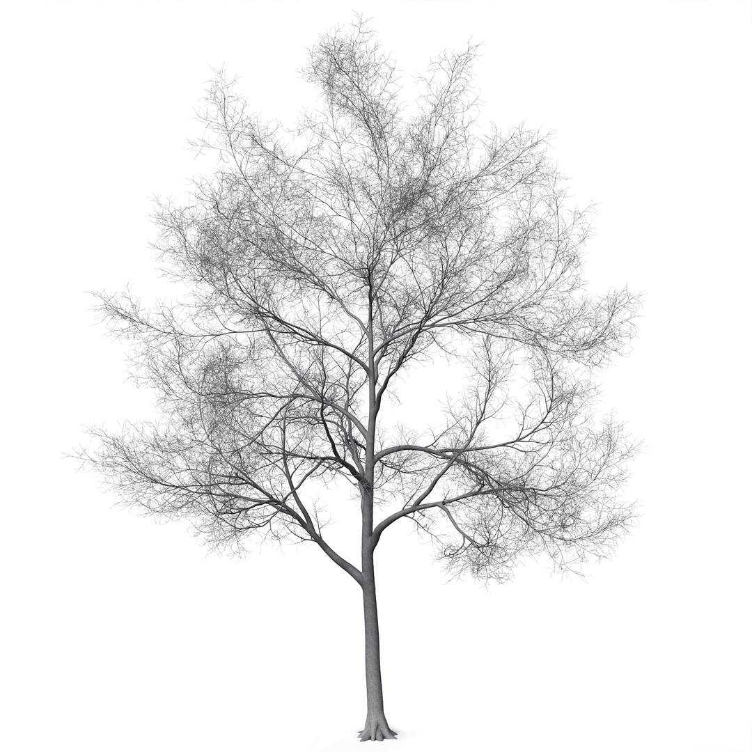 Realistic Tree Leaves 3D - TurboSquid 1304394